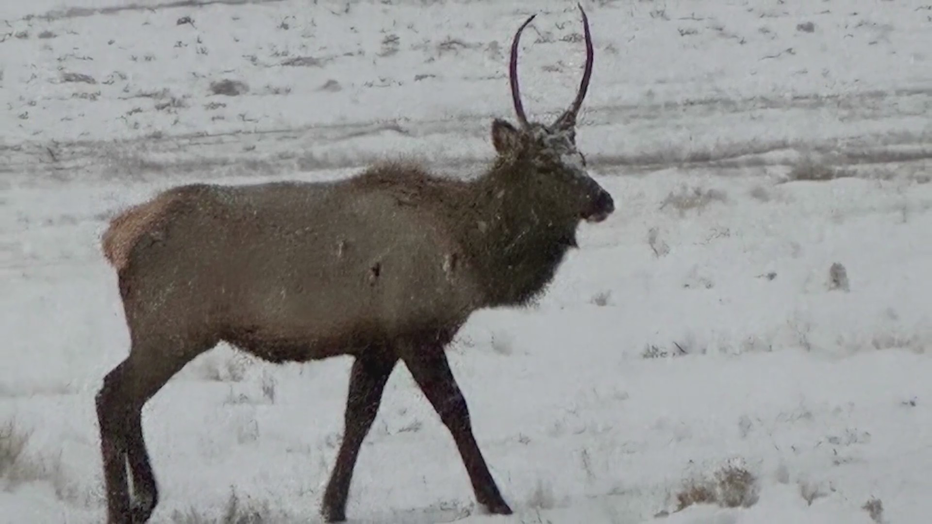 How elk migration agreement impacts Colorado land owners