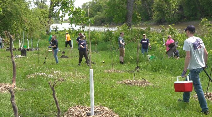 350 trees planted as part of “Reforest the Red Moorhead”
