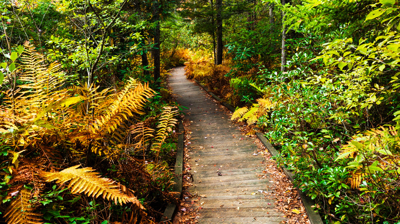West Virginia's Largest Bog Is A Botanical Area Mimicking The Terrain ...