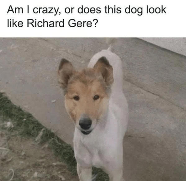 35 Funny Dog Memes That’ll Have You Howling With Laughter (May 29, 2025)
