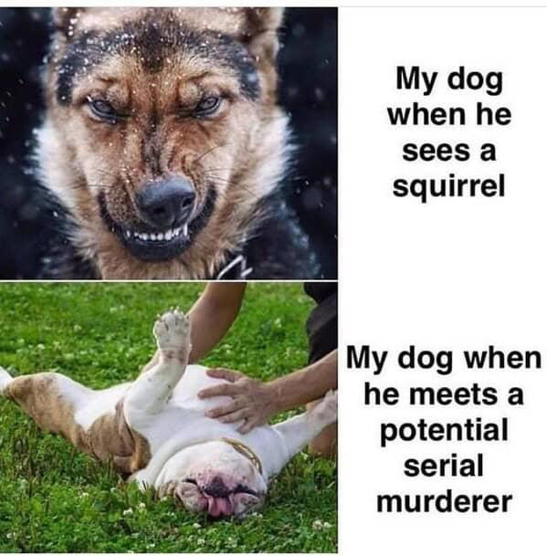 35 Funny Dog Memes That’ll Have You Howling With Laughter (May 29, 2025)