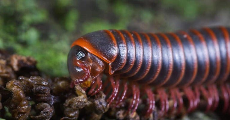 Exploring the Fascinating World of Millipedes: Nature’s ...
