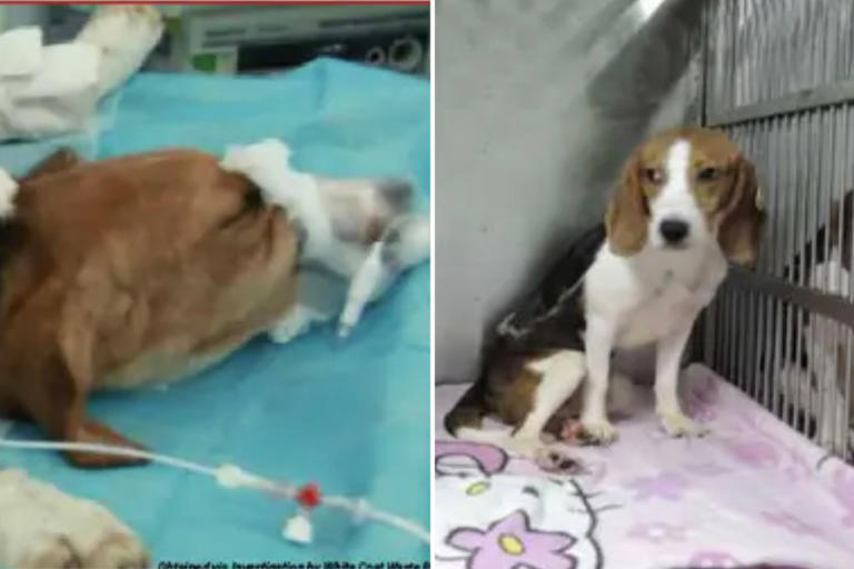 NIH won’t renew ‘cruel’ drug experiments on beagle puppies — some as ...