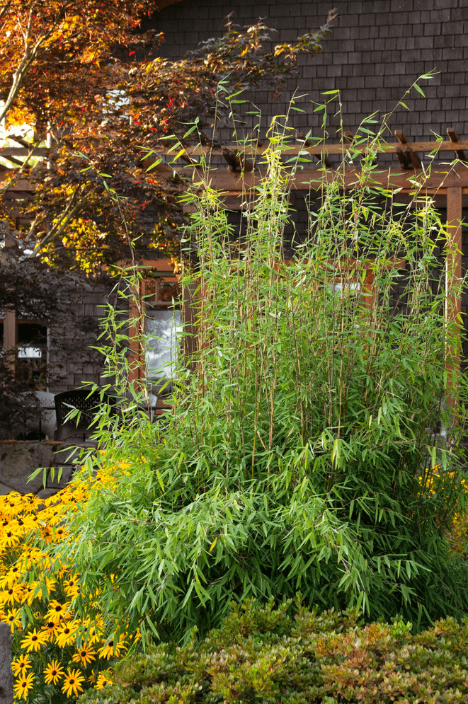How to Remove Invasive Bamboo Plants From Your Yard