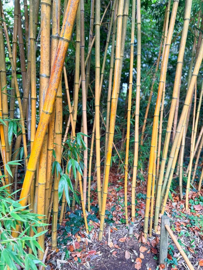 How to Remove Invasive Bamboo Plants From Your Yard