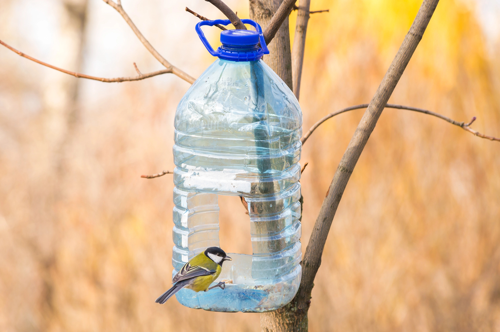 15 Budget Backyard Bird Feeder Projects
