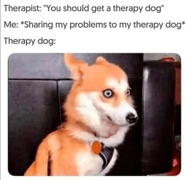 35 Funny Dog Memes That’ll Have You Howling With Laughter (May 29, 2025)