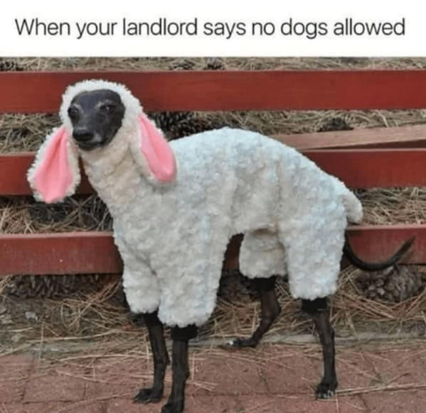 35 Funny Dog Memes That’ll Have You Howling With Laughter (May 29, 2025)