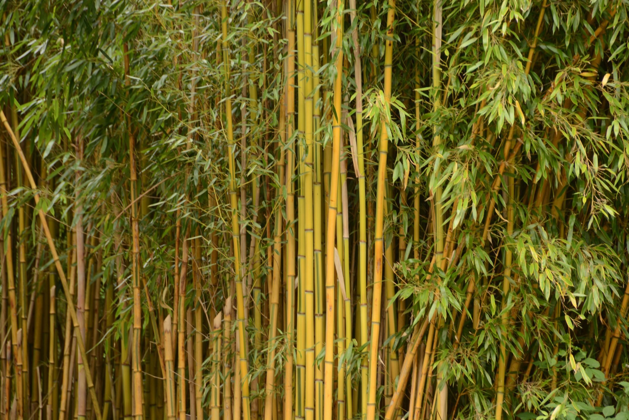 How to Remove Invasive Bamboo Plants From Your Yard