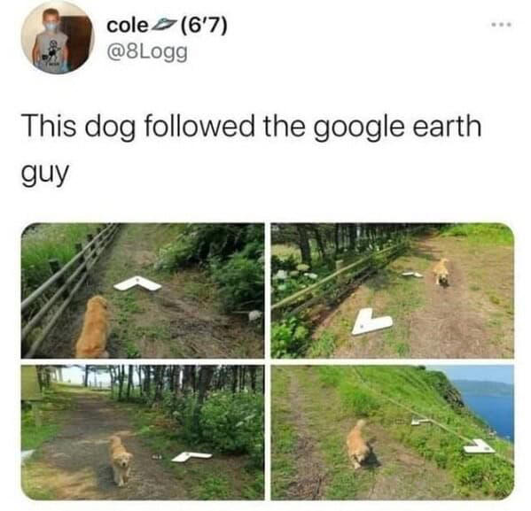 35 Funny Dog Memes That’ll Have You Howling With Laughter (May 29, 2025)