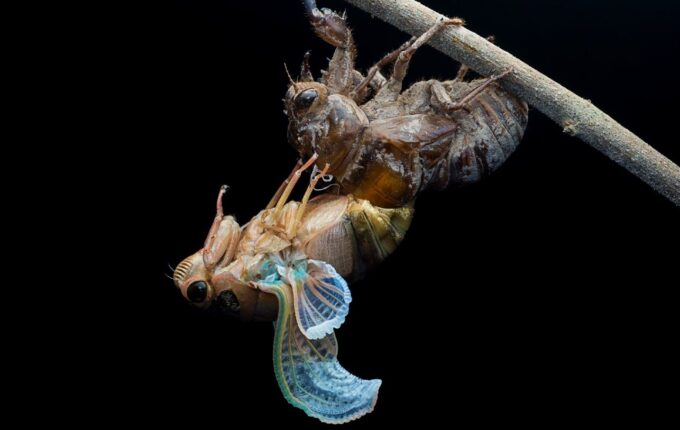 Peter Kuper’s Graphic Novel, Where the Insects Draw Us