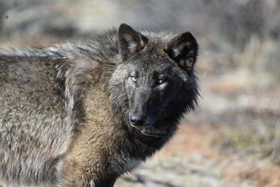 Three new wolf packs discovered in California