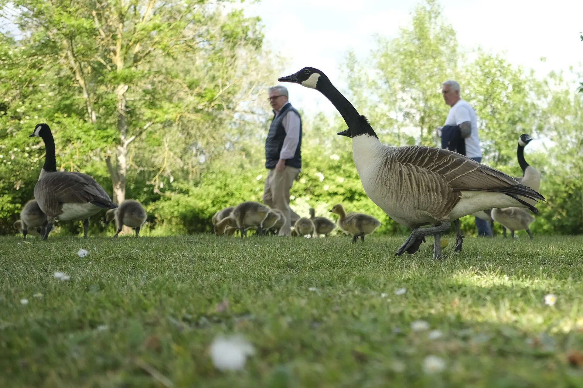 Canada is at war, and no, it’s not against another nation; Windsor ...