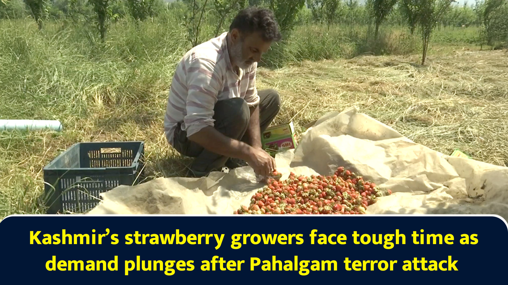 Kashmir’s strawberry growers face tough time as demand plunges after ...
