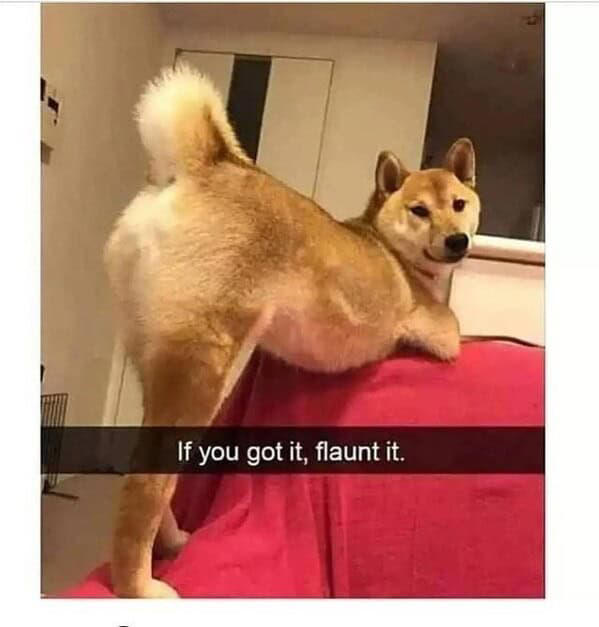 35 Funny Dog Memes That’ll Have You Howling With Laughter (May 29, 2025)