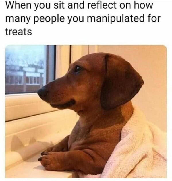 35 Funny Dog Memes That’ll Have You Howling With Laughter (May 29, 2025)