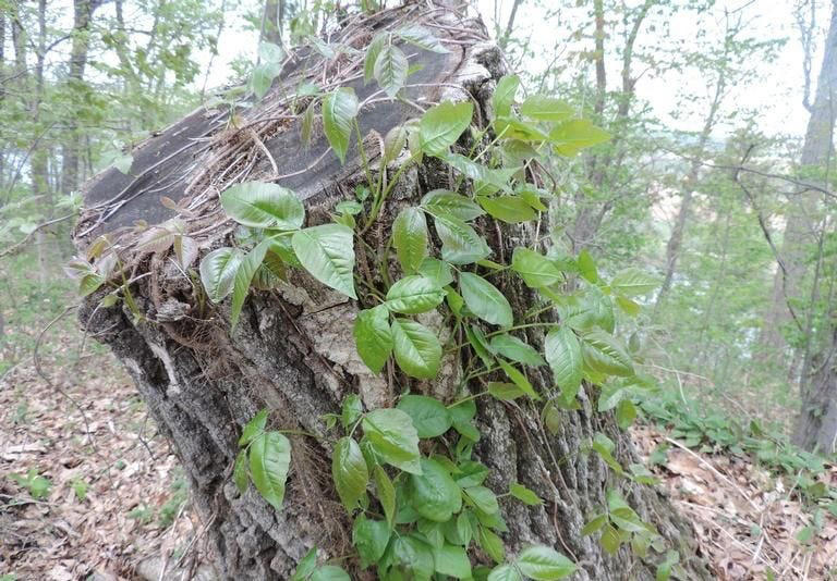 What does poison ivy in Michigan look like? How to ID the plant, treat ...