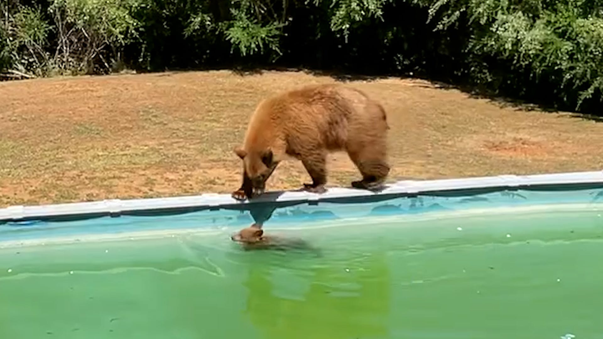 Video captures mama bear giving her cub swimming lessons in a pool
