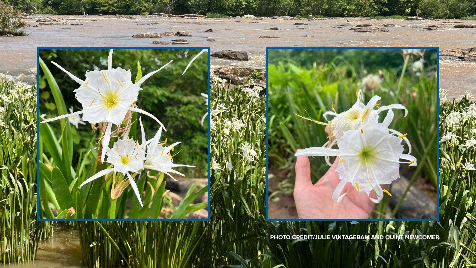 Georgia’s rare river flower is vanishing—see how locals are saving it