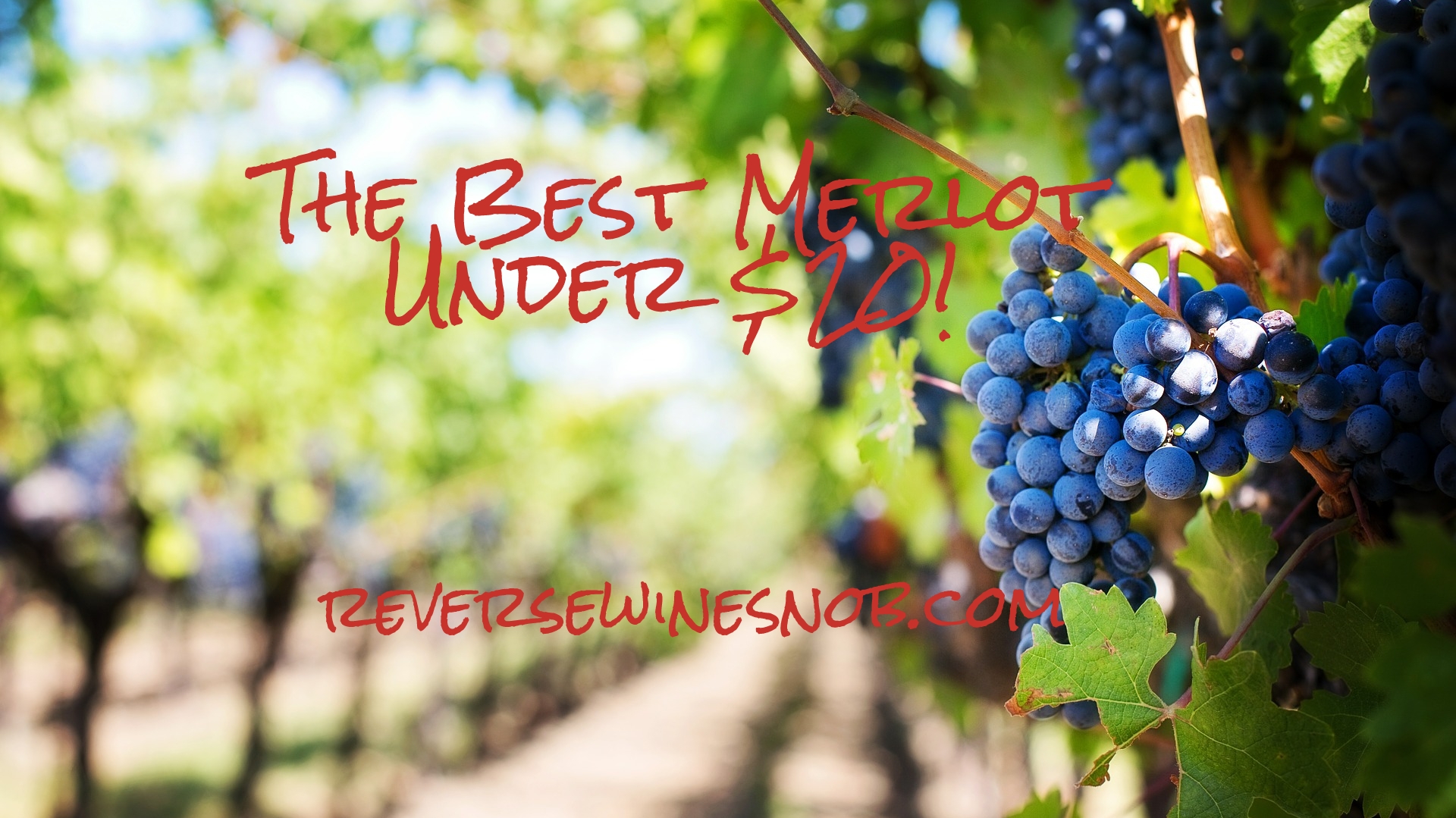 THE BEST MERLOT!