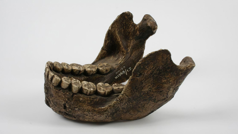 2.2 million-year-old teeth reveal secrets of human relatives found in a ...