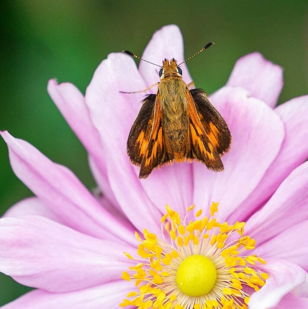 The Ultimate Guide to Anemone Flower Care