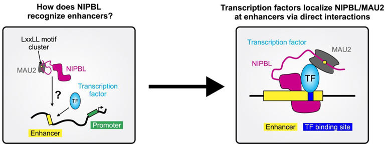 Findings uncover new mechanism linking cohesin complex to gene regulation
