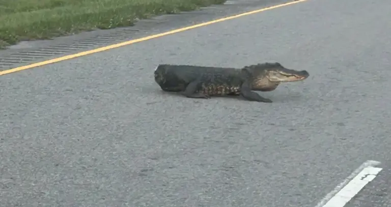 Tailless Alligator Goes Viral: 'Looks Like Half An Alligator'