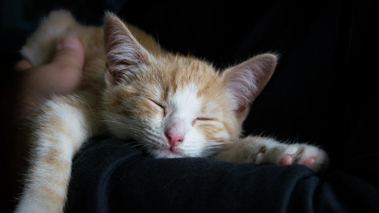 Dormir por adelantado: así funciona el “banco de sueño”