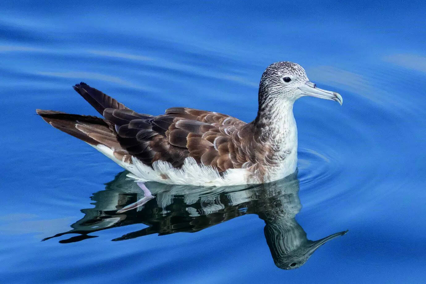 Goa nears 500 bird species mark in 2025 checklist, almost 40% of India ...