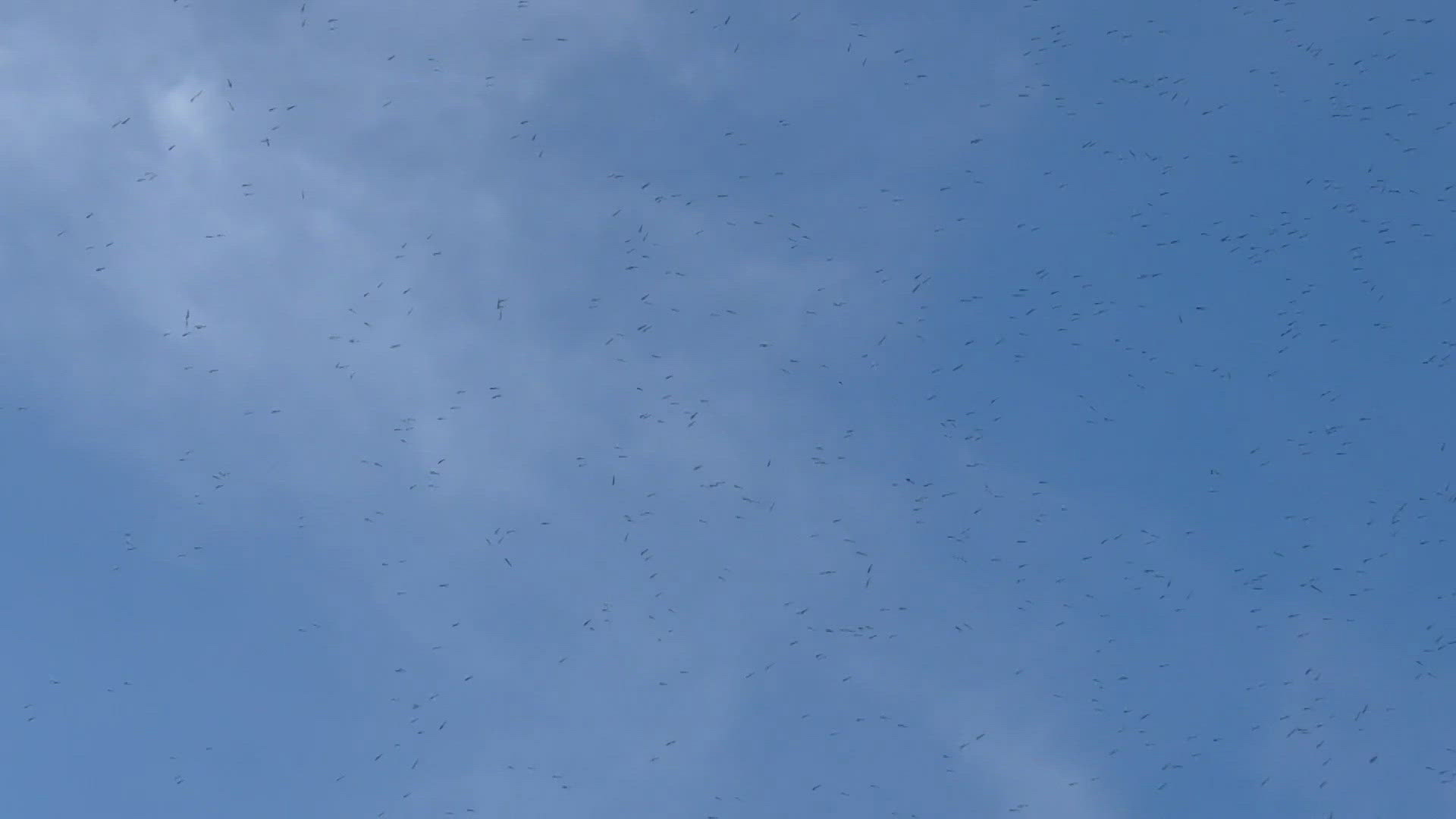 It's midge season once again in Northeast Ohio | Mike Polk Jr.