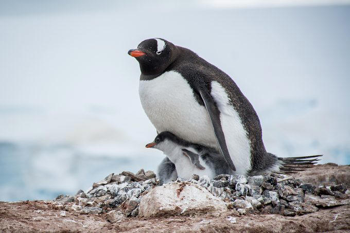 7 Penguin Facts That Were Hidden for a Century