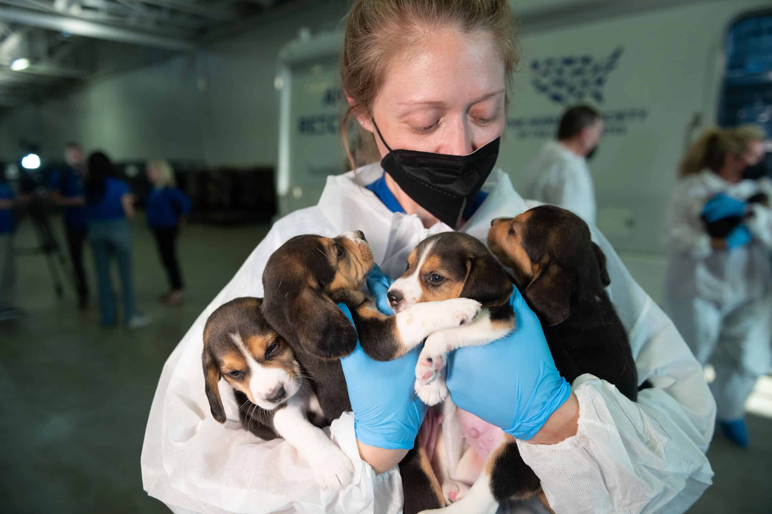 They Rescued 4,000 Beagle Puppies From Lab Testing: The Legacy and ...