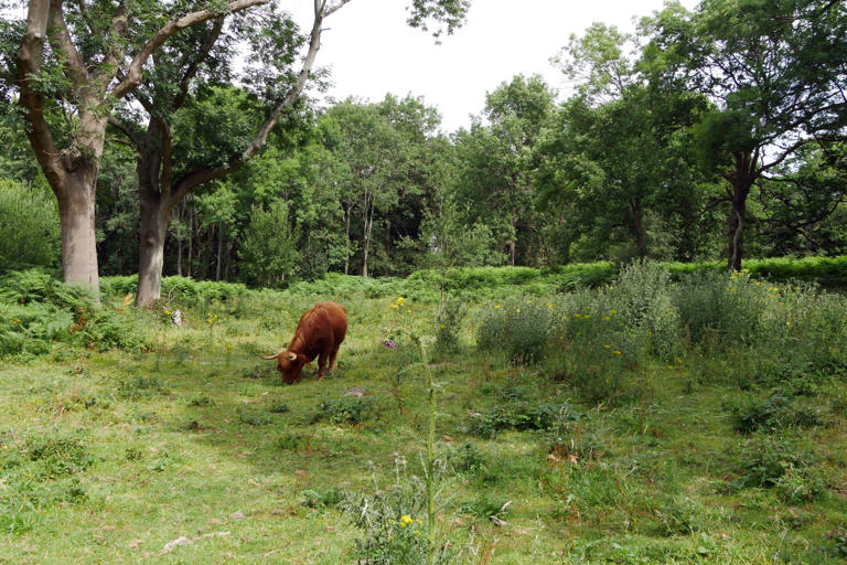 Kent landscape that inspired Dickens declared nature reserve