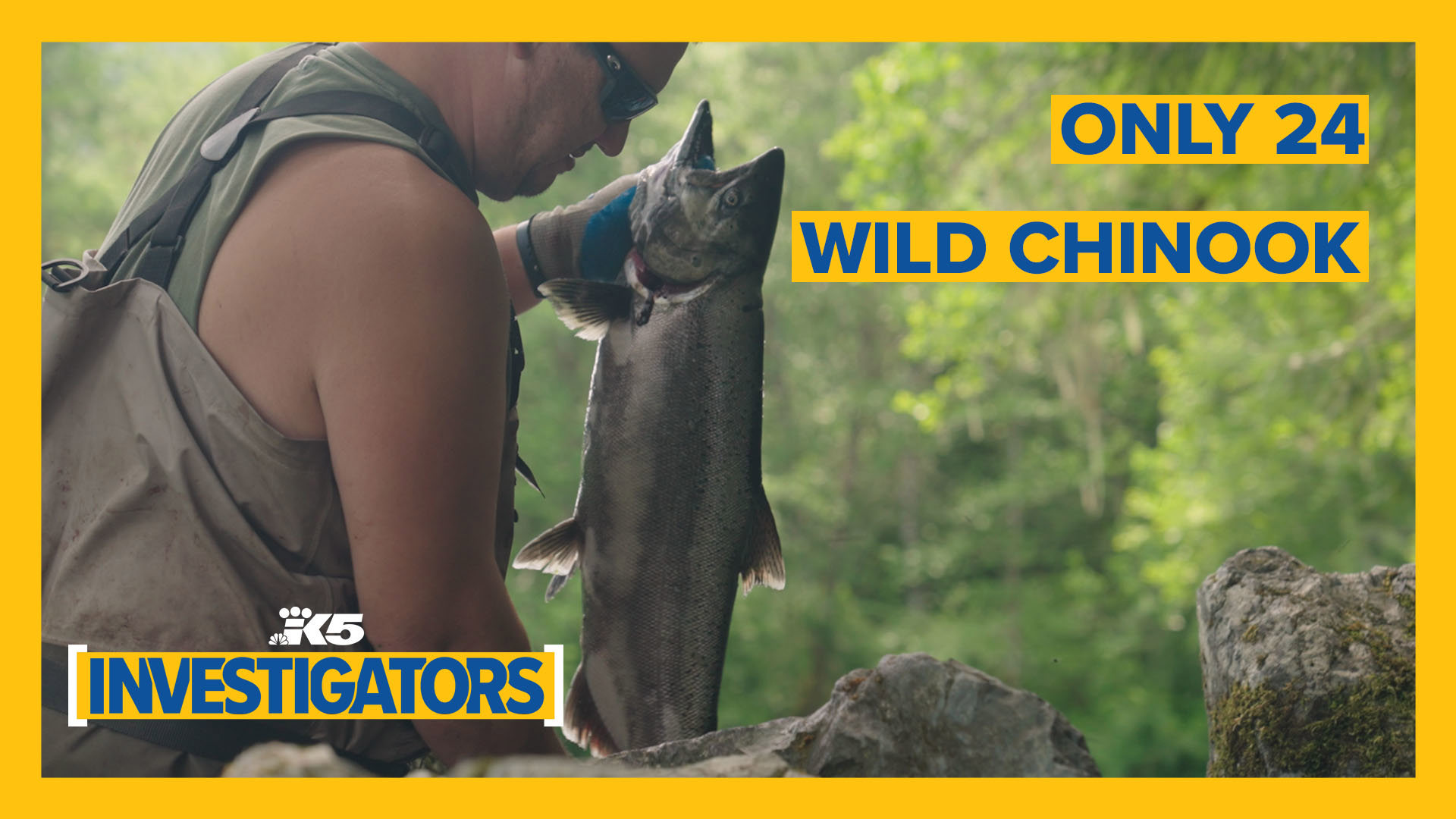 Skagit River summer-fall Chinook population expected to hit 15-year low