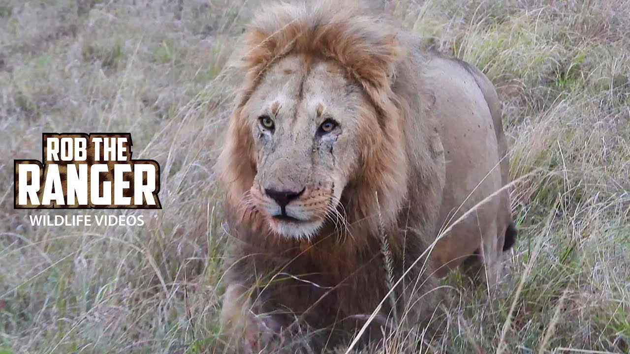 Sala's Male Lions Roam Maasai Mara at Dawn