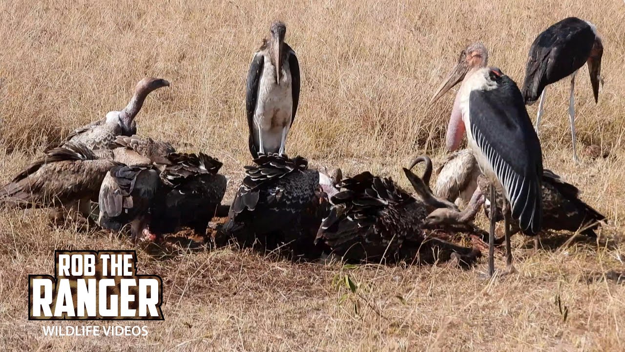Vultures and Storks Expose Pecking Order at Kill
