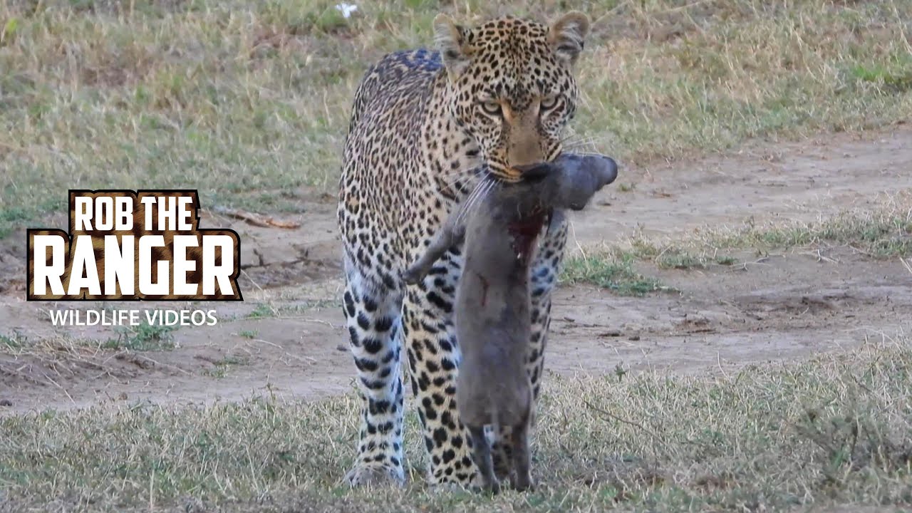 Leopard Carries Warthog Piglet in Maasai Mara Safari