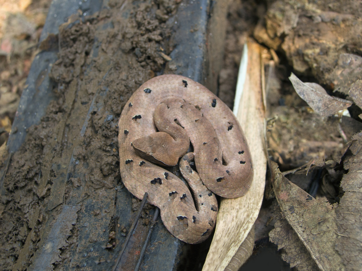 7 most unique snakes in India