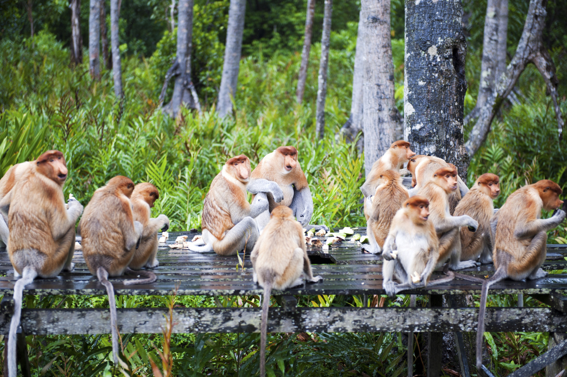 The most biodiverse countries in the world