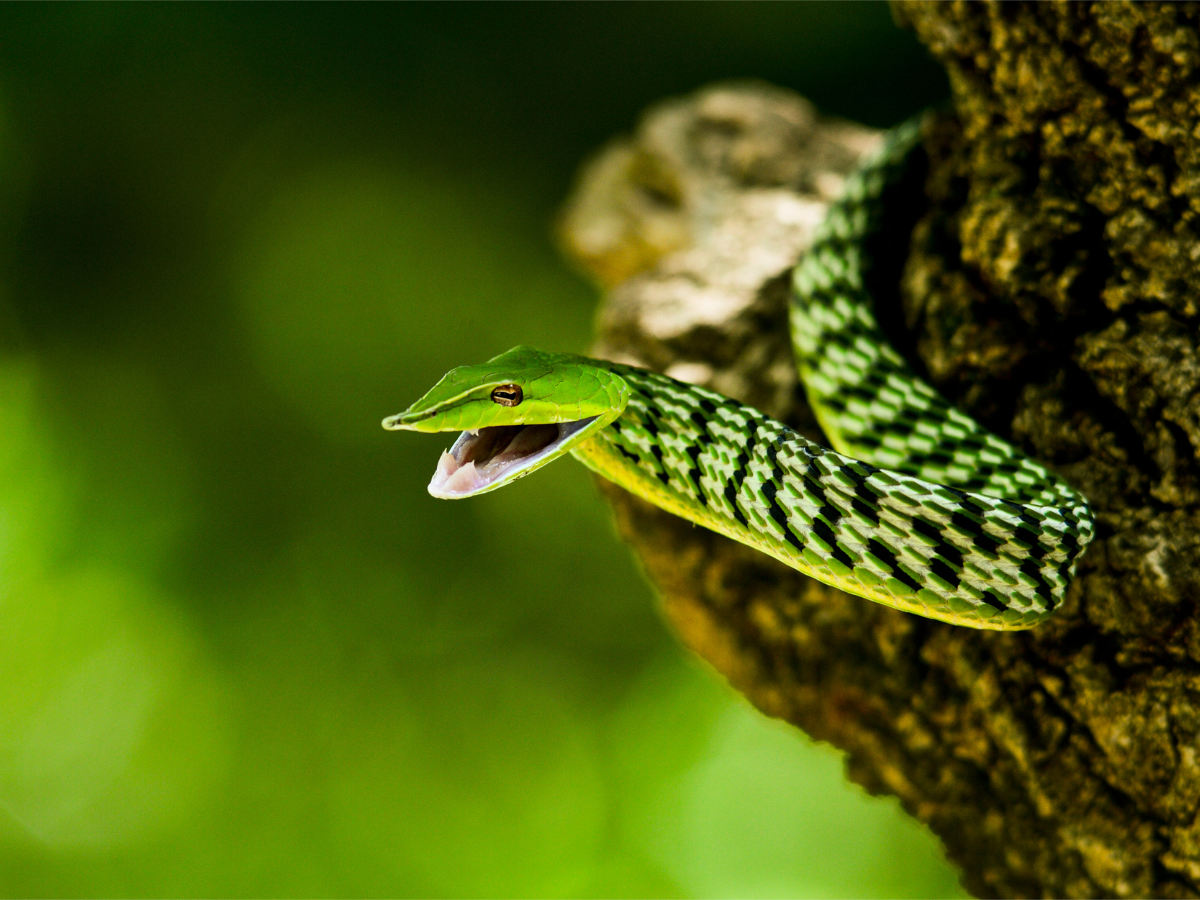 7 most unique snakes in India