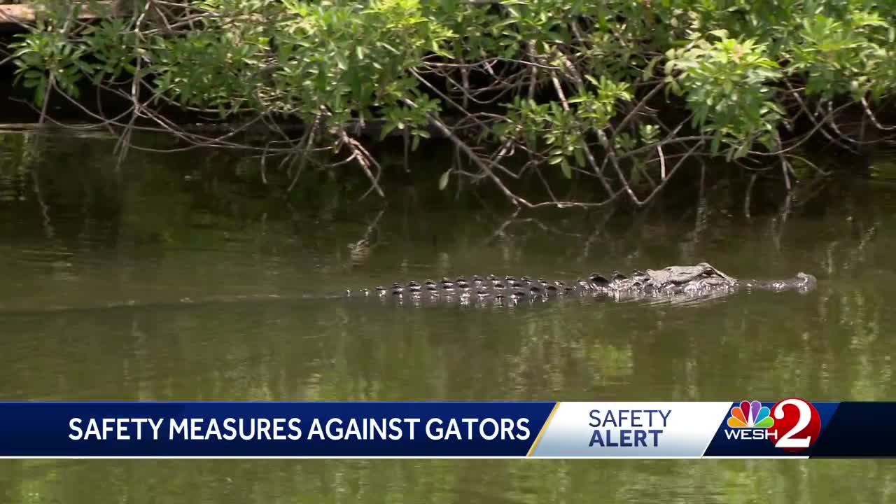 Expert shares gator safety tips as human encounters increase in Central ...