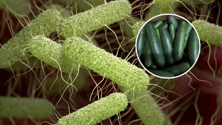 Cucumber products linked to salmonella outbreak, recalled: What is the infection and its symptoms