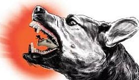 Rabies scare in Hosur after 24-year-old’s death, doctors cite heart ...