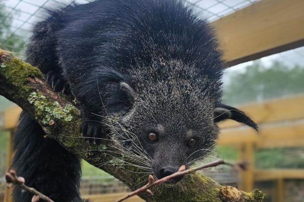 Animal that smells like popcorn arrives at zoo