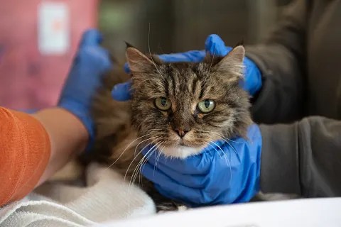 Cat who survived 400-foot Utah canyon fall adopted by rescuing pilot