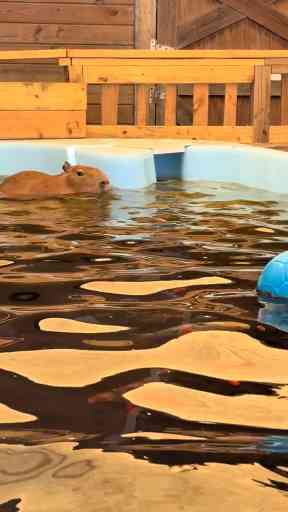 Cheesecake the Capybara A True Poolside Entertainer!