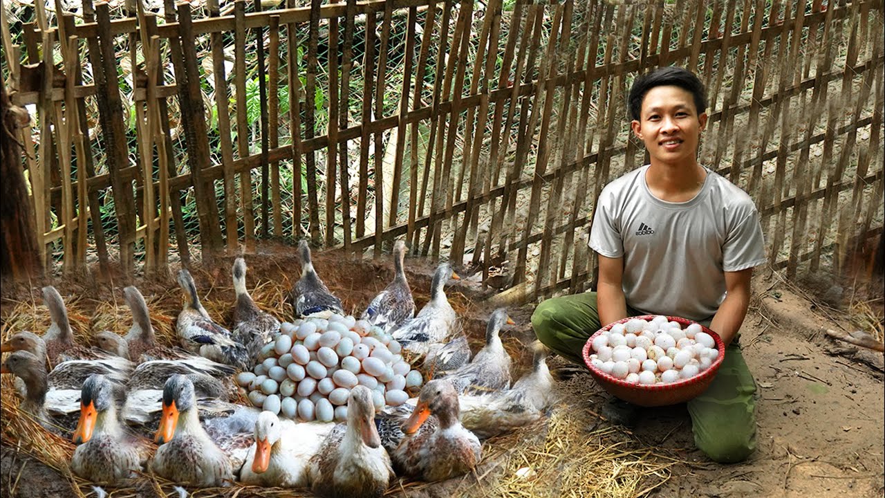 building duck nests for egg-laying