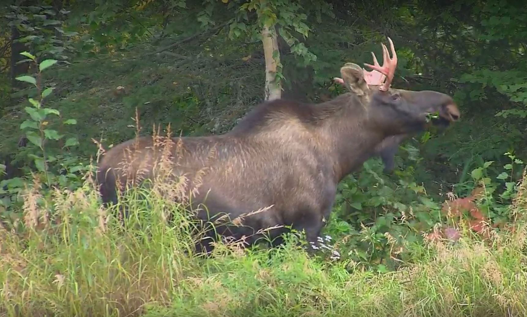 New Hampshire moose hunting lottery opens