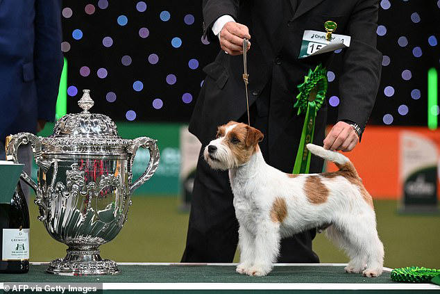 The King and Queen are leading a Jack Russell resurgence! Numbers of ...
